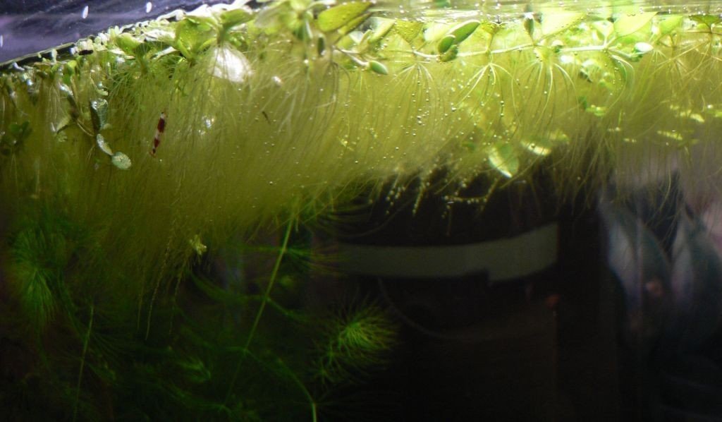 Salvinia Natans Salwinia Pływająca Porcja 5 Sadzonek In Vitro Piękna ...