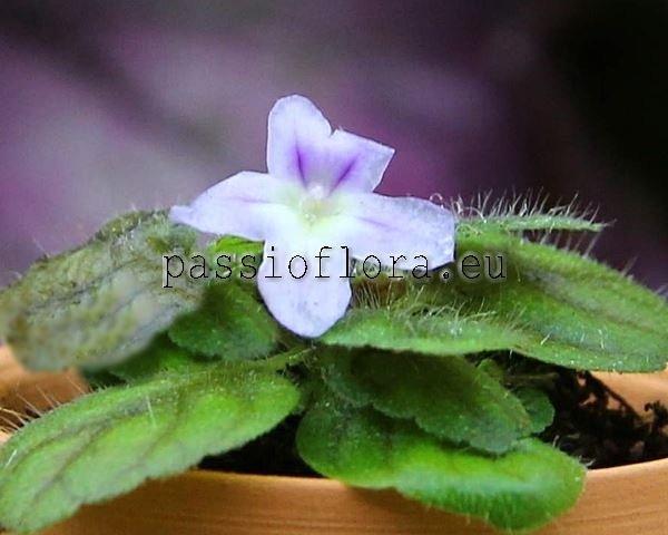 Micro Mini Sinningia pusilla Itaoca - Sinningia tubers for sale ...