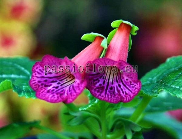 Sinningia seeds - Tapestry - PassioFlora.eu - Beautiful and rare ...