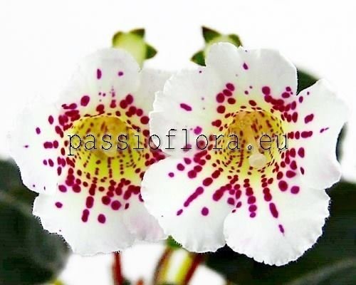 Mini Sinningia seeds - SimSim Angelito - PassioFlora.eu - Beautiful and ...
