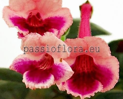 Mini Sinningia seeds - SimSim Fairy Queen - PassioFlora.eu - Beautiful ...