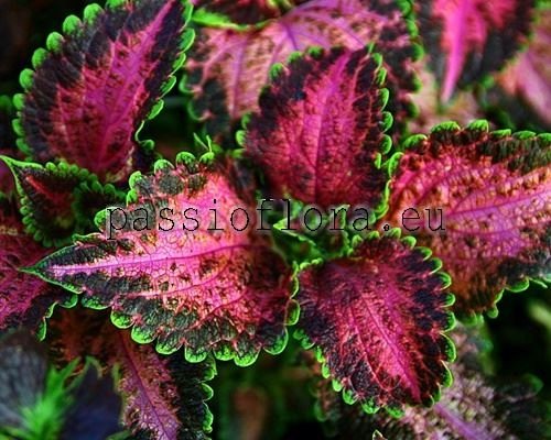 Coleus Seeds - Passioflora.eu - PF-Claudia - Ornamental plants
