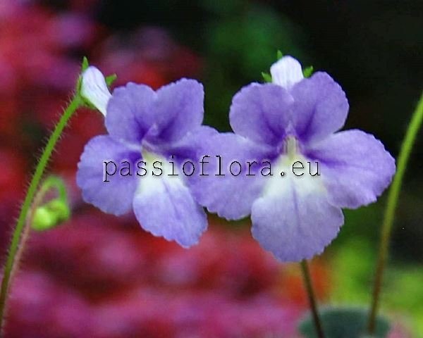 Micro Mini Sinningia Agnes - Sinningia tubers for sale - PassioFlora.eu ...