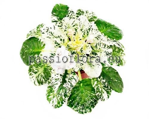 African violet seeds - Watermelon Snow - PassioFlora.eu - Beautiful and ...