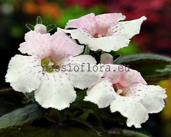 Mini Sinningia seeds - SRG's Guardian Angel - PassioFlora.eu ...