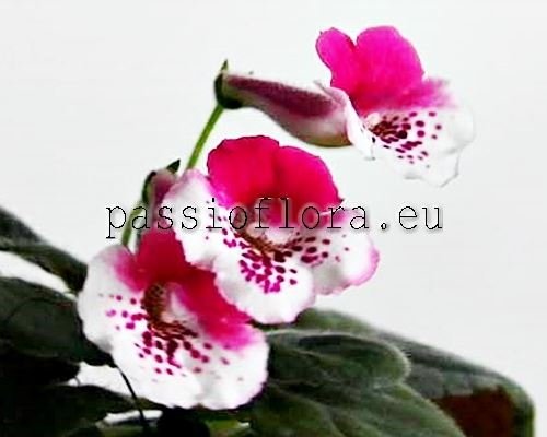 Mini Sinningia seeds - SRG's White Rouge - PassioFlora.eu - Beautiful ...