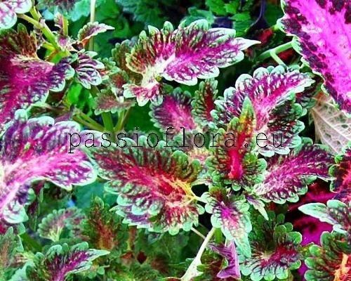 Coleus Seeds - Passioflora.eu - PF-Tropical Island - Ornamental plants