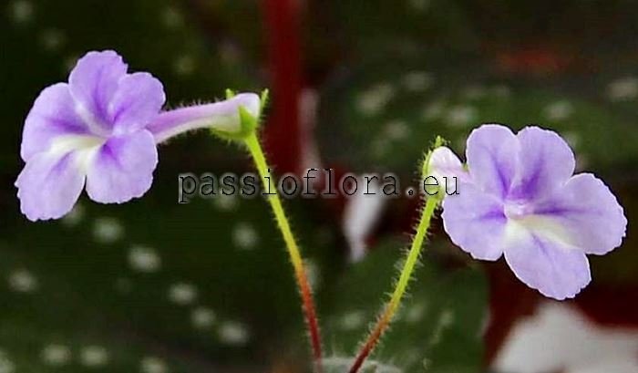Micro Mini Sinningia Agnes - Sinningia tubers for sale - PassioFlora.eu ...