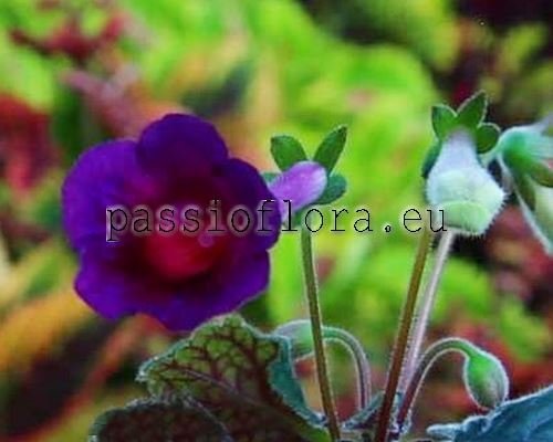 PassioFlora.eu - Mini Sinningia Shihouette - Mini Sinningia Bulbs ...