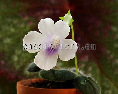 Micro Mini Sinningia Jung's Violet Heart - Sinningia tubers for sale ...