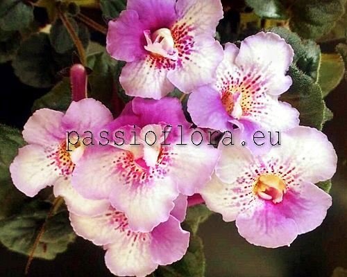 Mini Sinningia seeds - SSRG's Magic Fountain - PassioFlora.eu ...