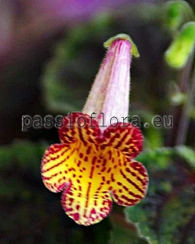 Smithiantha Seeds - PF-Stardust - Passioflora.eu - Beautiful Collection ...