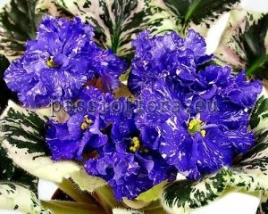 African Violet VAT-TSAR GOROH - African Violet Starter Plants - Starter ...