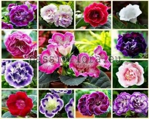Passioflora.eu - Beautiful Collection of Gloxinia