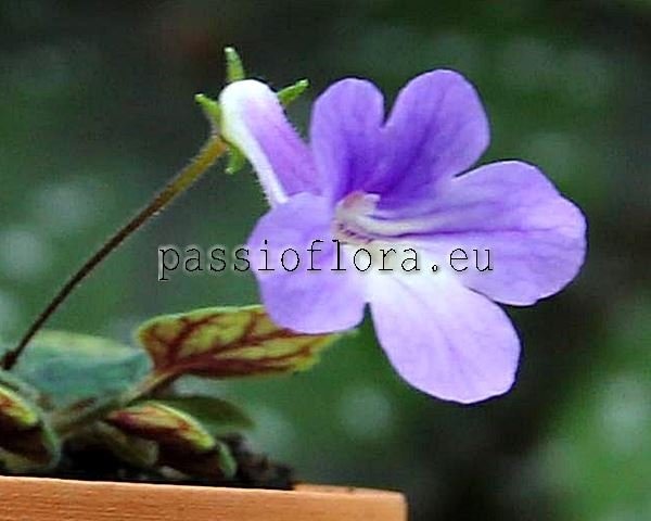 Micro Mini Sinningia concinna Seropedica - PassioFlora.eu - Gesneriads ...