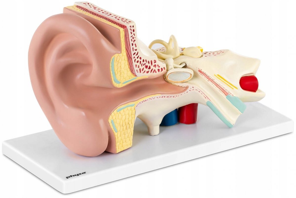 PHYSA 10040337 Ucho model anatomiczny skala 3:1 PHY-EM-2 4062859971708