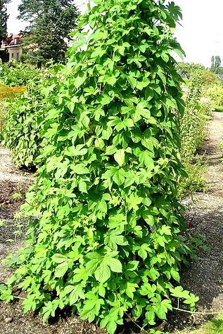 Chmiel Japoński (Humulus japonicus), szybkorosnące pnącze Sklep ...