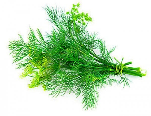 Koper ogrodowy. Szmaragd (Anethum graveolens) Sklep Ogrodniczy Plumeria.pl