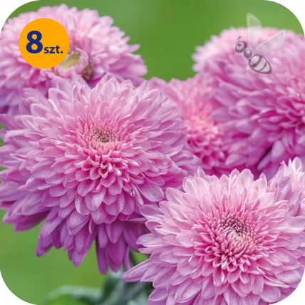 DENDRANTHEMA INDICUM GOMPIE ROSE 8 SZTUK - Kwiaty cięte sadzonki