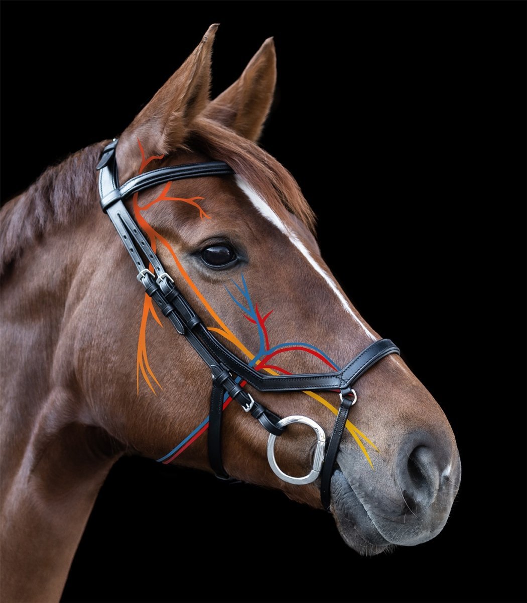 WALDHAUSEN X-LINE BRIDLE RELAXATION Ogłowie anatomiczne